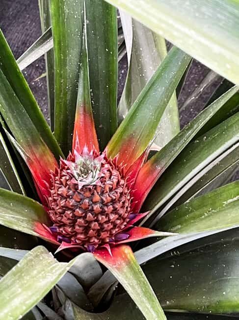 Sete Cidades & Fire Lake: Full-Day Tour with Pineapple plant - Practical Tips for Travelers
