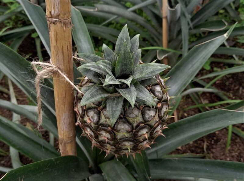 Sete Cidades & Fire Lake: Full-Day Tour with Pineapple plant - The Sum Up