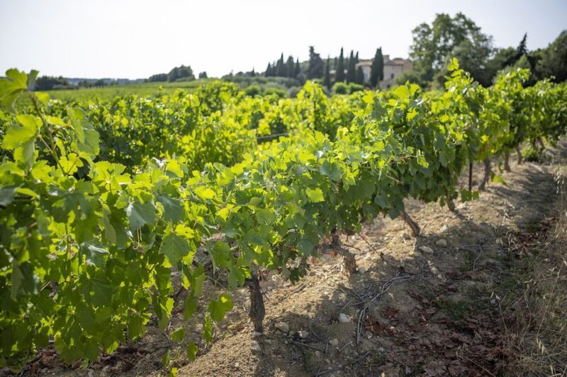 Sète: HalfDay Wine Tour - Who Should Consider This Tour?
