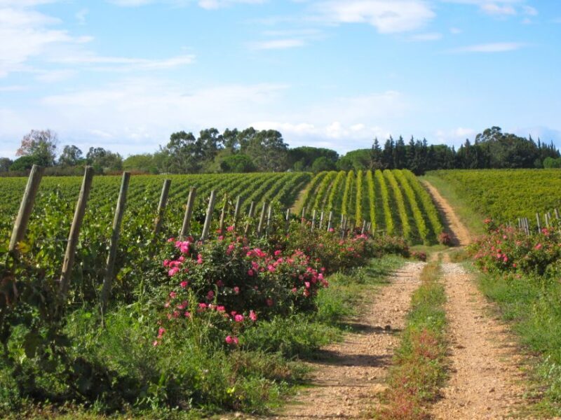 Sète: HalfDay Wine Tour - The Sum Up