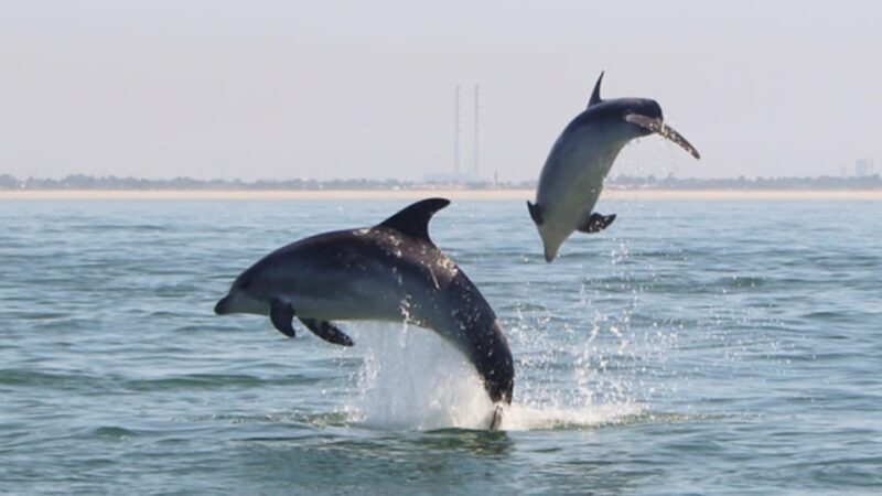 Setúbal and Tróia: Dolphin Watching and Arrábida Bays - Key Points