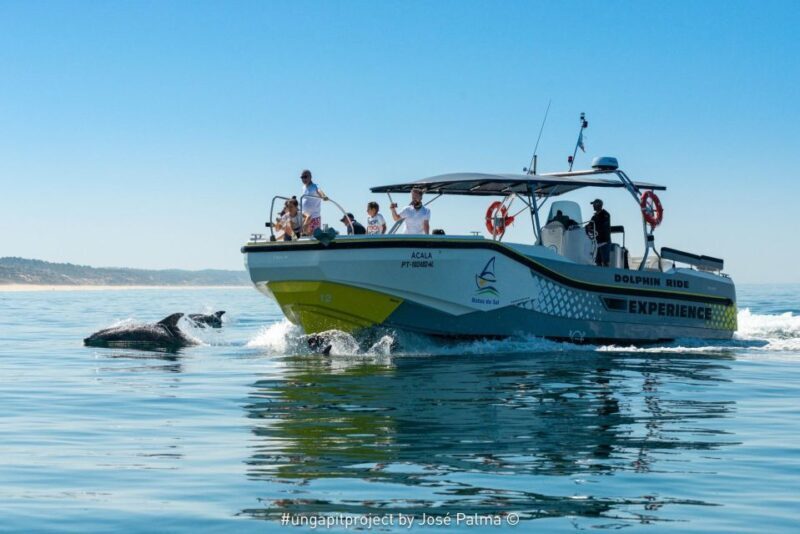 Setúbal: Dolphin Watching Boat Tour - Practicalities and Tips for Tour Day