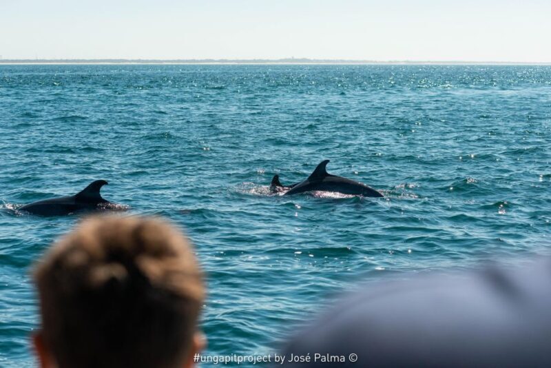 Setúbal: Dolphin Watching Boat Tour - Authentic Traveler Perspectives