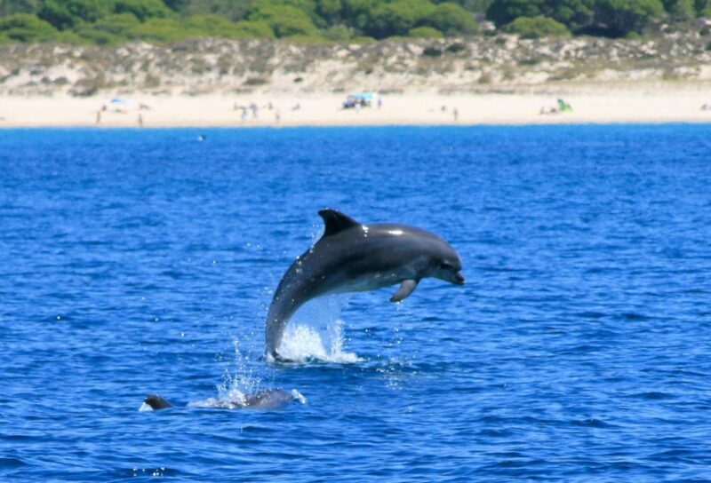 Setúbal: Dolphin Watching Boat Tour - Who Should Consider This Tour?