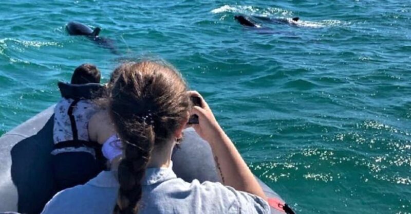 Setúbal: Dolphin-Watching Boat Tour - Setúbal: Dolphin-Watching Boat Tour — An Authentic Marine Adventure