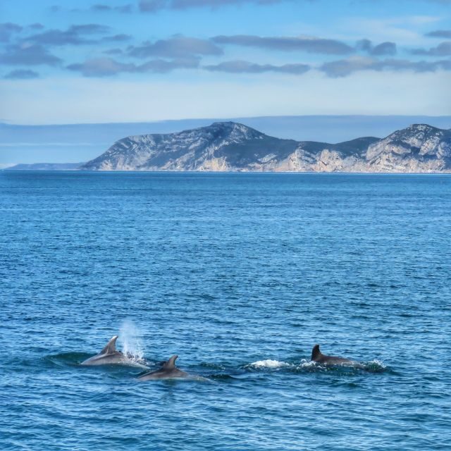 Setúbal: Dolphin Watching Tour - What to Expect on the Tour