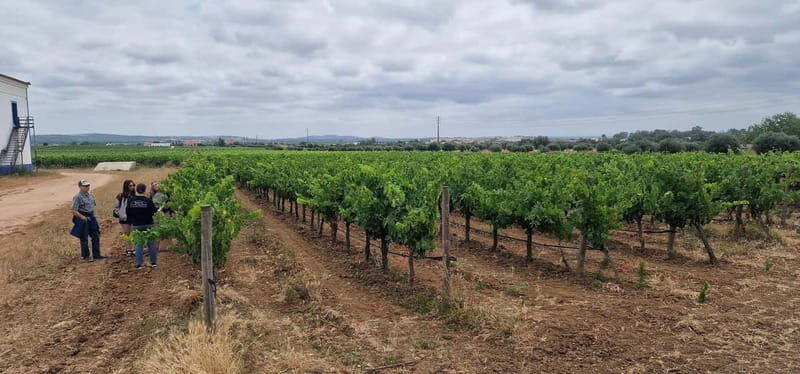 Setúbal: Private Tour with Wine Tasting and Tile Factory - FAQs