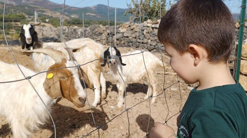 Seulo: Farm Tour with Local Product Tasting - What to Expect on the Seulo Farm Tour
