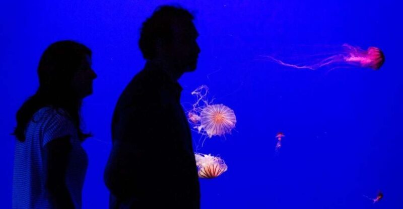 Seville Aquarium Admission Ticket - Key Points