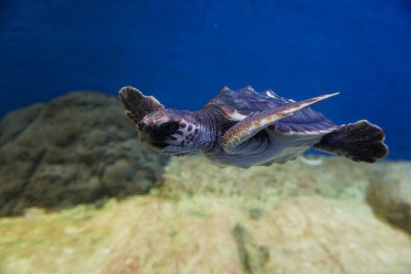 Seville Aquarium Admission Ticket - Thematic Zones: A Journey Through Marine Ecosystems and History