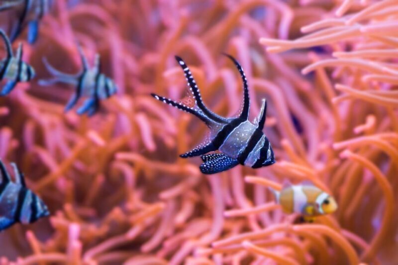 Seville Aquarium Admission Ticket - The Cost-Benefit Analysis
