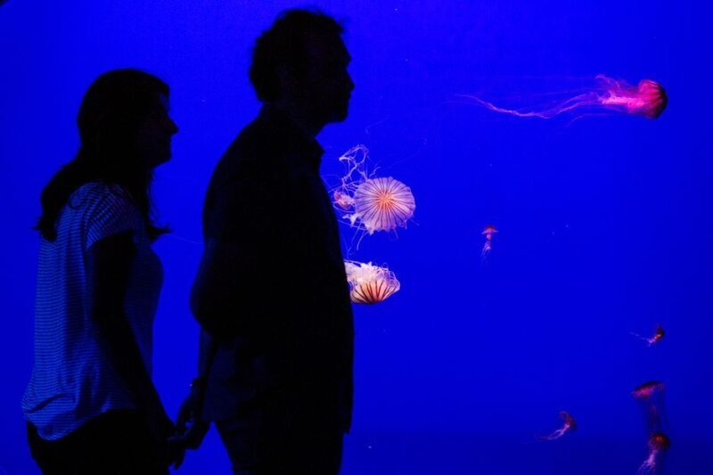 Seville Aquarium Admission Ticket - Practical Details and Tips