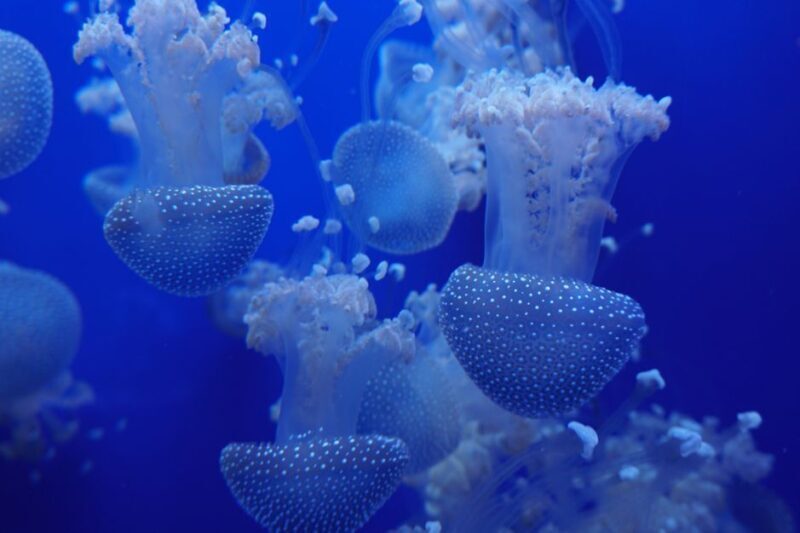 Seville Aquarium Admission Ticket - Authentic Visitor Perspectives
