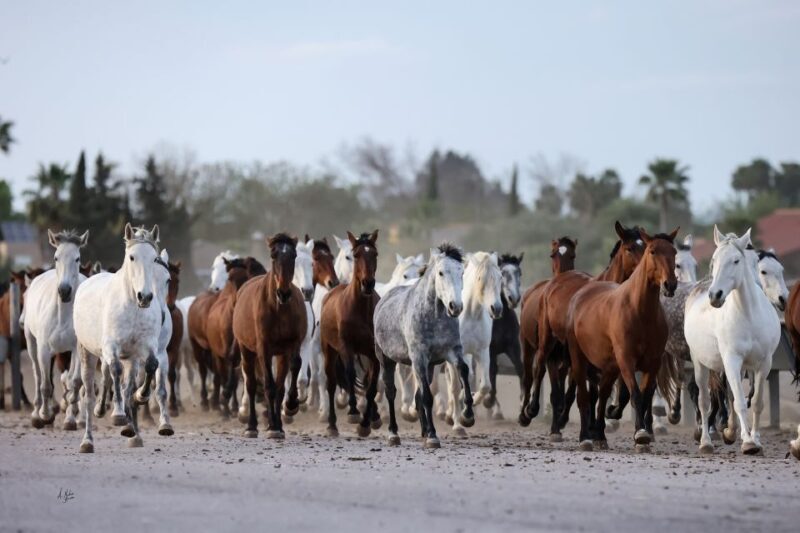 Seville: Horse's Show Entry Ticket. Optional Stud Farm Visit - The Itinerary in Detail