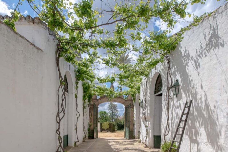 Seville: Visit Bodegas Góngora - An In-Depth Look at Bodegas Góngora: A Window into Ancient Wine-Making