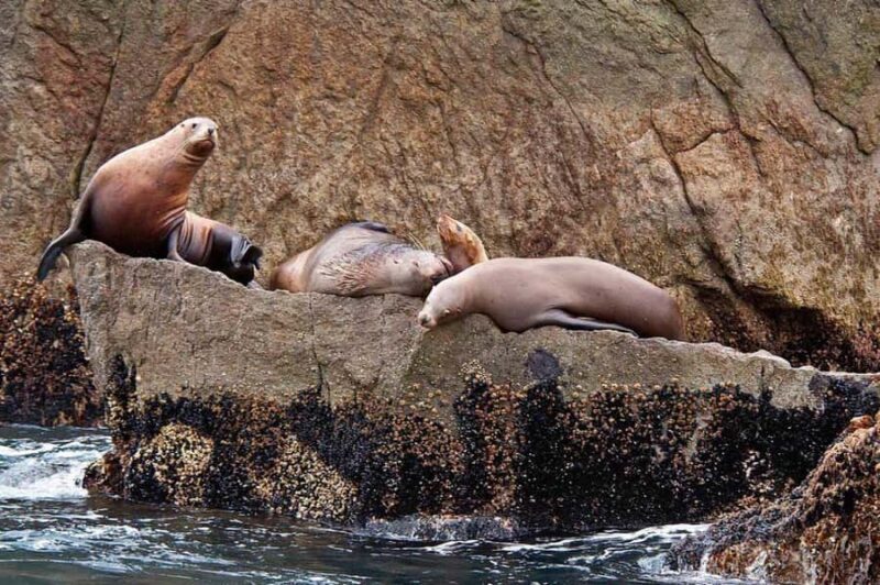 Seward: Full-Day Northwestern Fjord Glacier & Wildlife Tour - Seward: Full-Day Northwestern Fjord Glacier & Wildlife Tour – An In-Depth Review