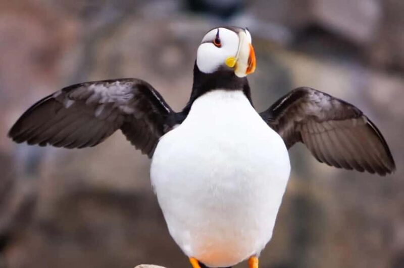 Seward: Full-Day Northwestern Fjord Glacier & Wildlife Tour - FAQ