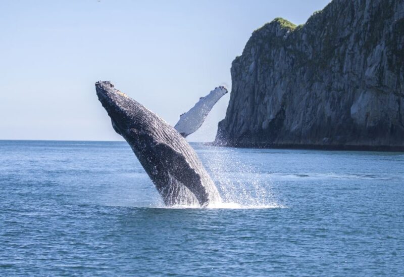 Seward: Kenai Fjords National Park Catamaran Cruise w/Lunch - Introduction