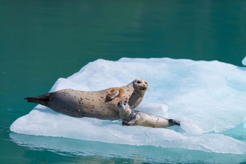 Seward: Kenai Fjords National Park Catamaran Cruise w/Lunch - The Reviews Highlight