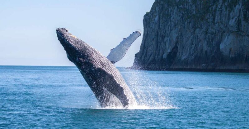 Seward: Kenai Fjords National Park Catamaran Cruise w/Lunch - Exploring the Kenai Fjords by Catamaran: An Authentic Alaskan Adventure