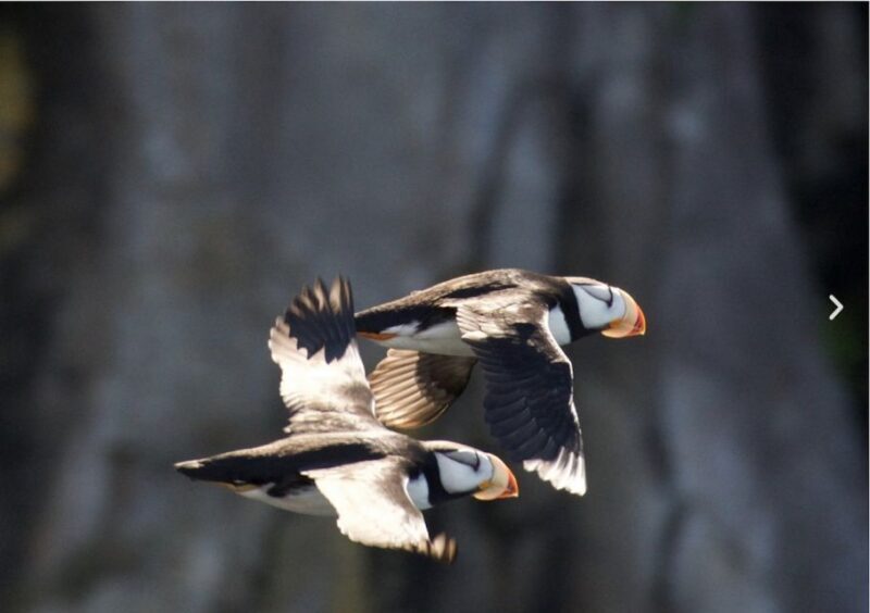 Seward: Kenai Fjords National Park Catamaran Cruise w/Lunch - Practical Tips for Your Trip