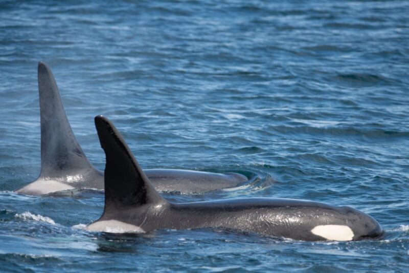 Seward: Kenai Fjords National Park Catamaran Cruise w/Lunch - Final Thoughts