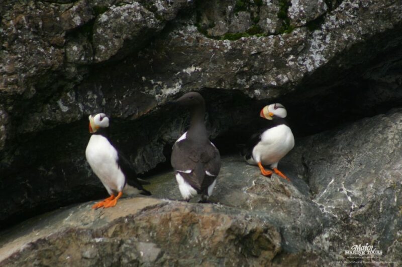 Seward: Kenai Fjords National Park Extended Cruise - Frequently Asked Questions