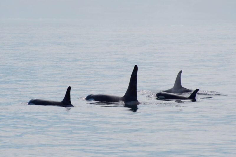 Seward: Resurrection Bay Orca Quest Cruise - Discover the Seward Resurrection Bay Orca Quest Cruise