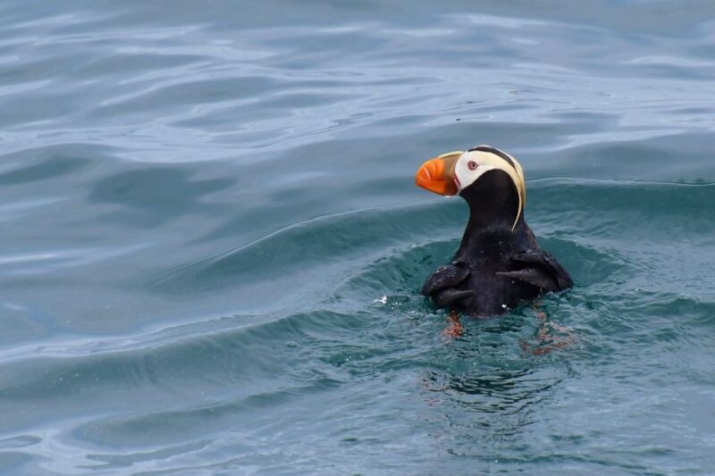 Seward: Resurrection Bay Orca Quest Cruise - The Bottom Line