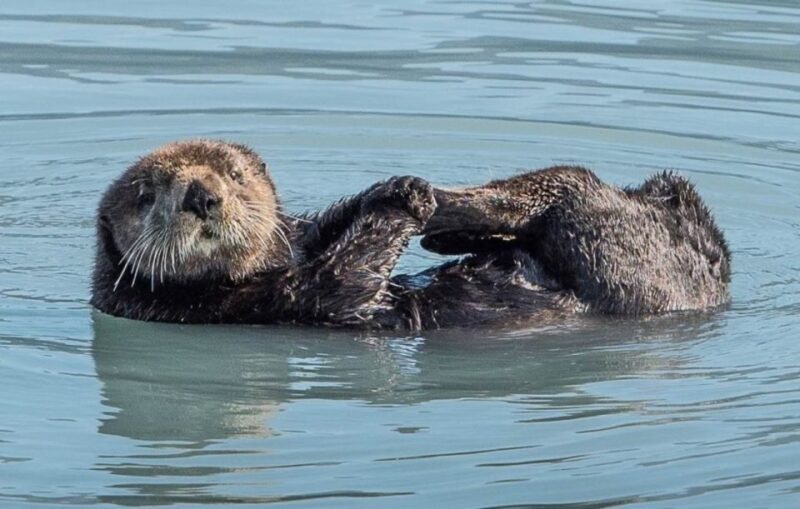 Seward: Spring Wildlife Guided Cruise - Who Should Consider This Tour?