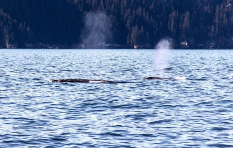 Seward: Spring Wildlife Guided Cruise - The Sum Up