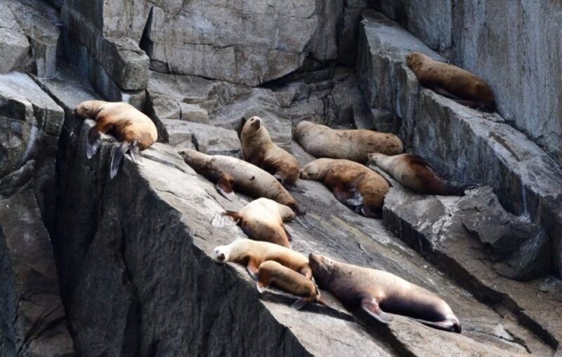Seward: Spring Wildlife Guided Cruise - FAQ