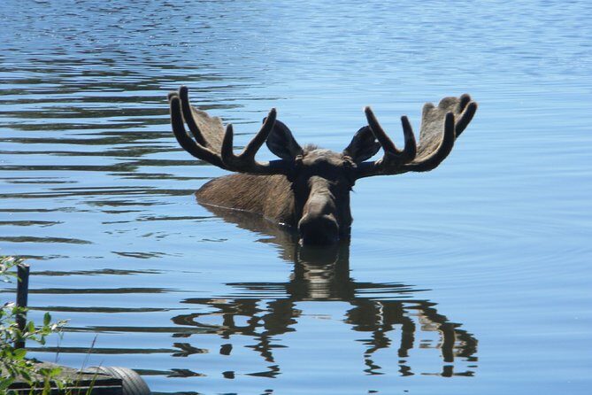 Seward to Anchorage Cruise Transfer and Private Tour - A Detailed Look at the Tour Experience