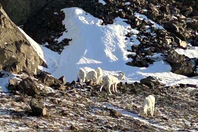 Seward to Anchorage Full Day Transit Tour with Port Pickup - The Sum Up: Who will love this tour?