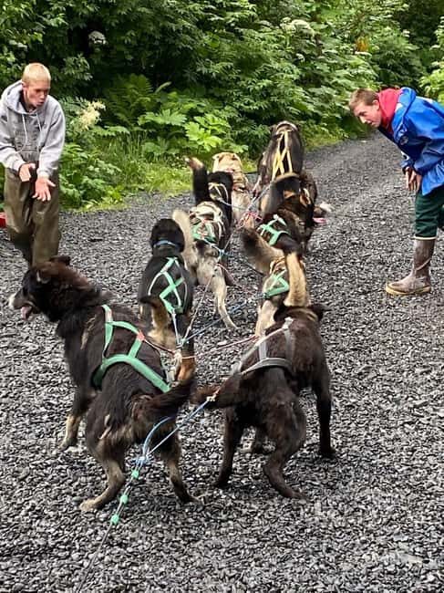 Seward: Turning Heads Kennel Tour & Dog Sled Ride - The Itinerary: What to Expect
