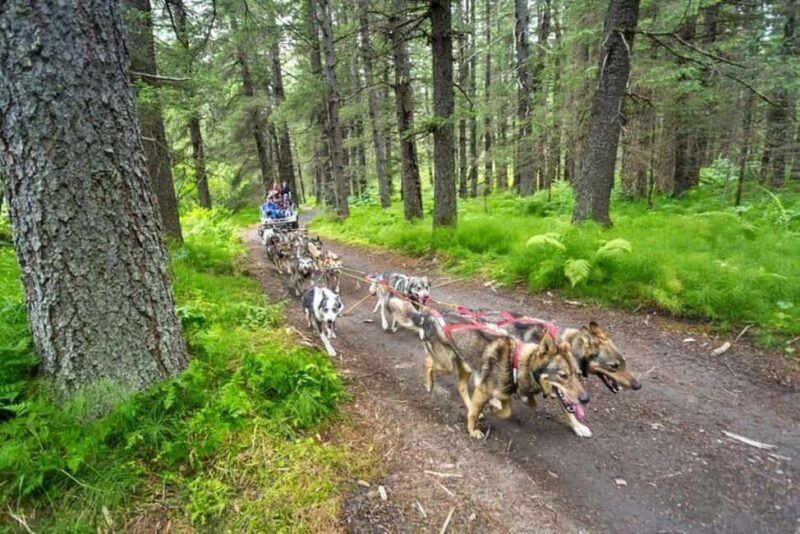 Seward: Turning Heads Kennel Tour & Dog Sled Ride - FAQs