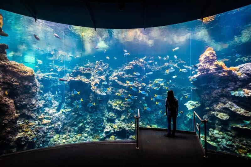 SF: CA Academy of Sciences & Hop-on Hop-off Tour (Save 15%) - An In-Depth Review of What to Expect