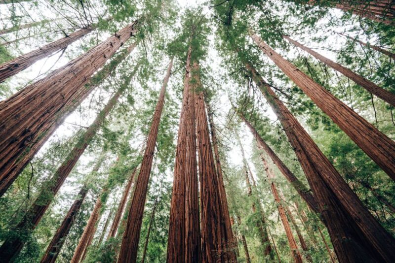 SF: Muir Woods, Sausalito, Golden Gate Bridge Private Tour - Final Thoughts