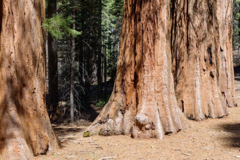 SF: Muir Woods, Sausalito, Golden Gate Bridge Private Tour - What Travelers Say About This Tour