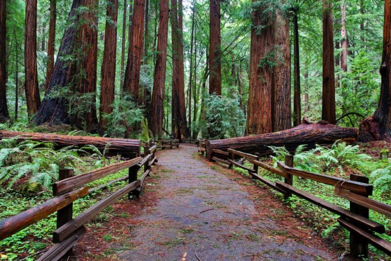 SF: Muir Woods, Sausalito, Golden Gate Bridge Private Tour - Summary: Who Is This Tour Best For?