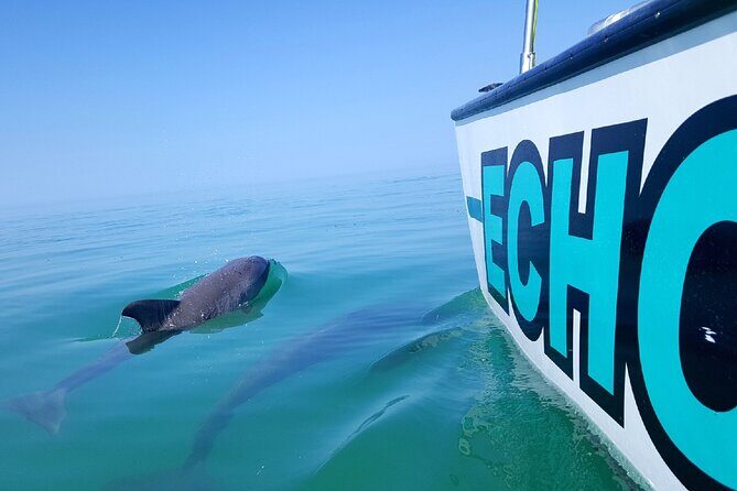 Shallow Water Snorkeling and Dolphin Watching in Key West - Value for Money
