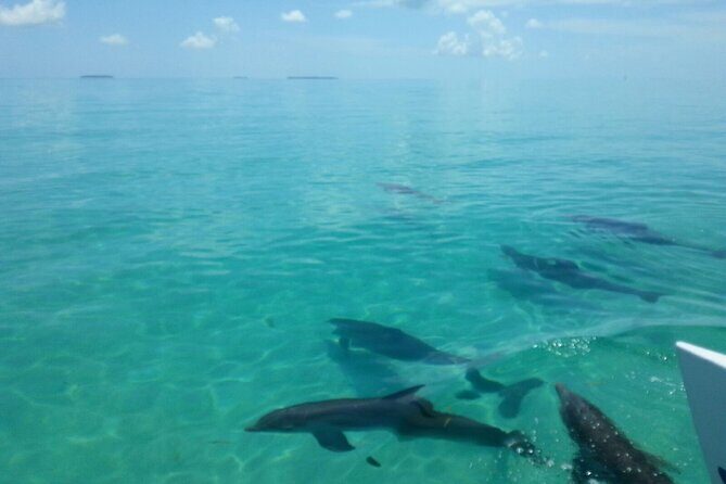 Shallow Water Snorkeling and Dolphin Watching in Key West - Who Will Love This Tour?