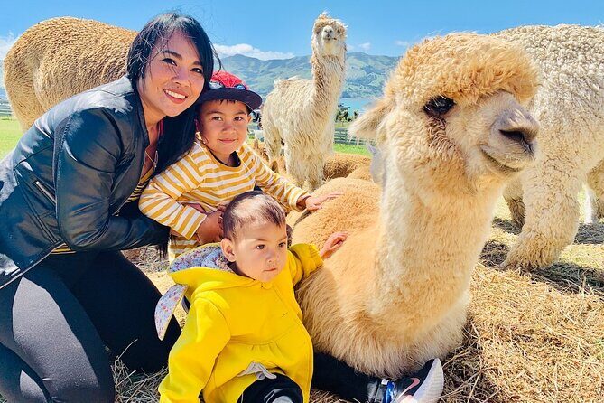 Shamarra Alpaca Farm Tours - Key Points