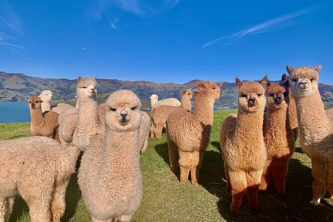 Shamarra Alpaca Farm Tours - The Sum Up