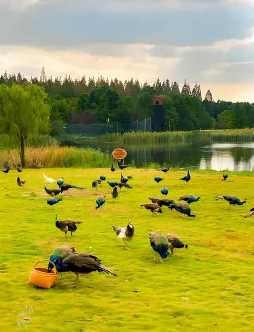 Shanghai: Chongming Island Private Tour with Lunch - What Makes This Tour Special