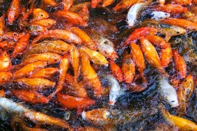 Shanghai Layover Tour to Zhujiajiao Water Town with Maglev Train Ride Option - The Sum Up