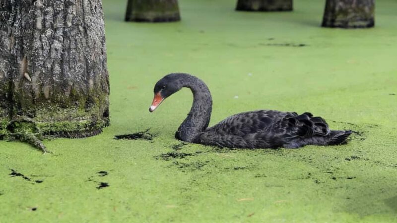 Shanghai: Matcha Lake & West Lake Day Trip by Train - Practical Details: How the Day Unfolds