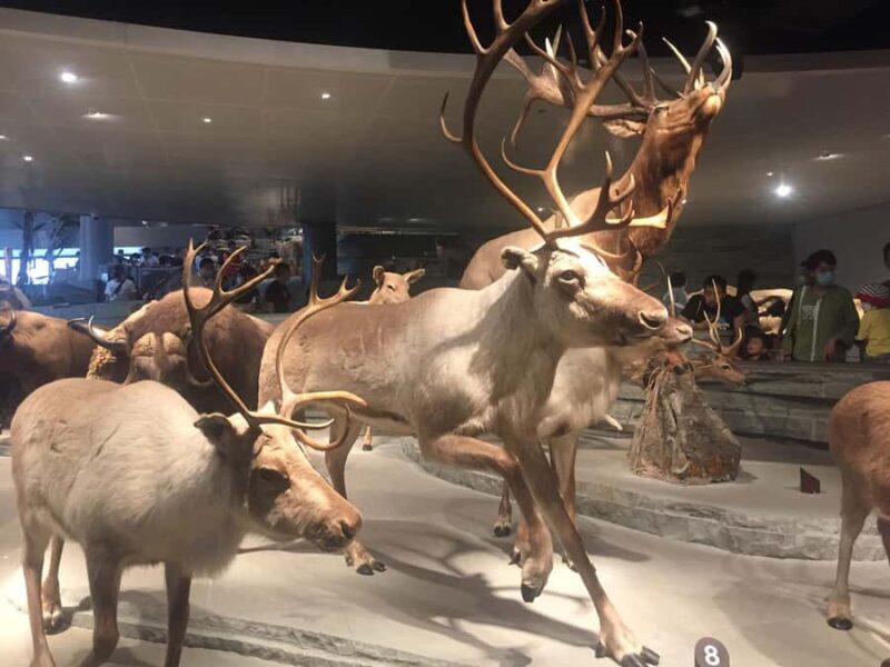 Shanghai Natural History Museum Admission Ticket - Key Points