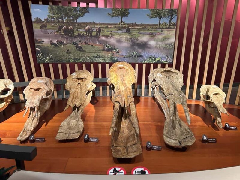 Shanghai Natural History Museum Admission Ticket - Interactive and Educational Exhibits