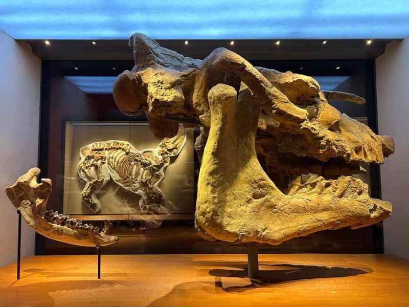 Shanghai Natural History Museum Admission Ticket - Comparing Value and Cost